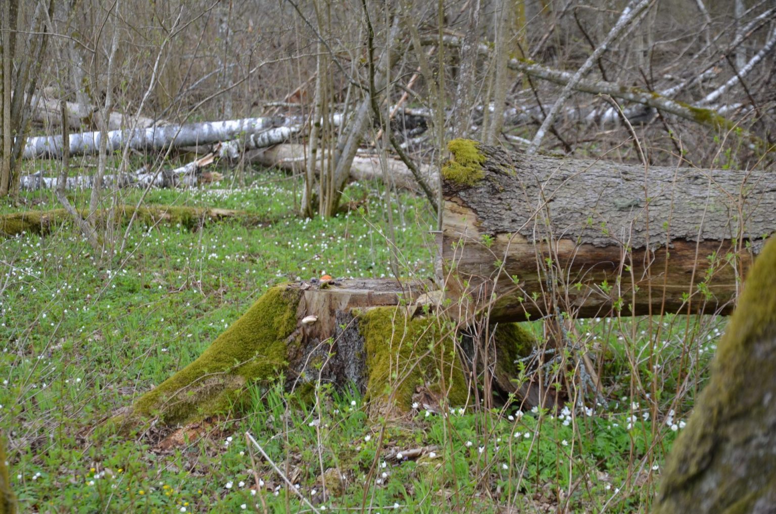 Thomas Waitz - grüner EU Abgeordneter für Österreich
